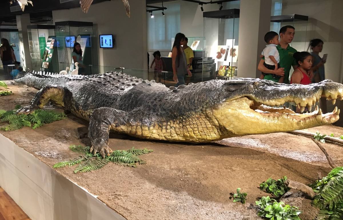Record-Breaking Giants in the Natural World