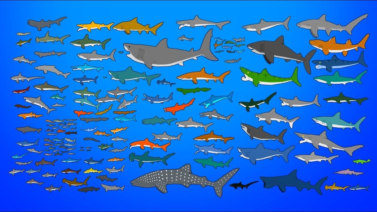 Identifying the Largest Shark Species