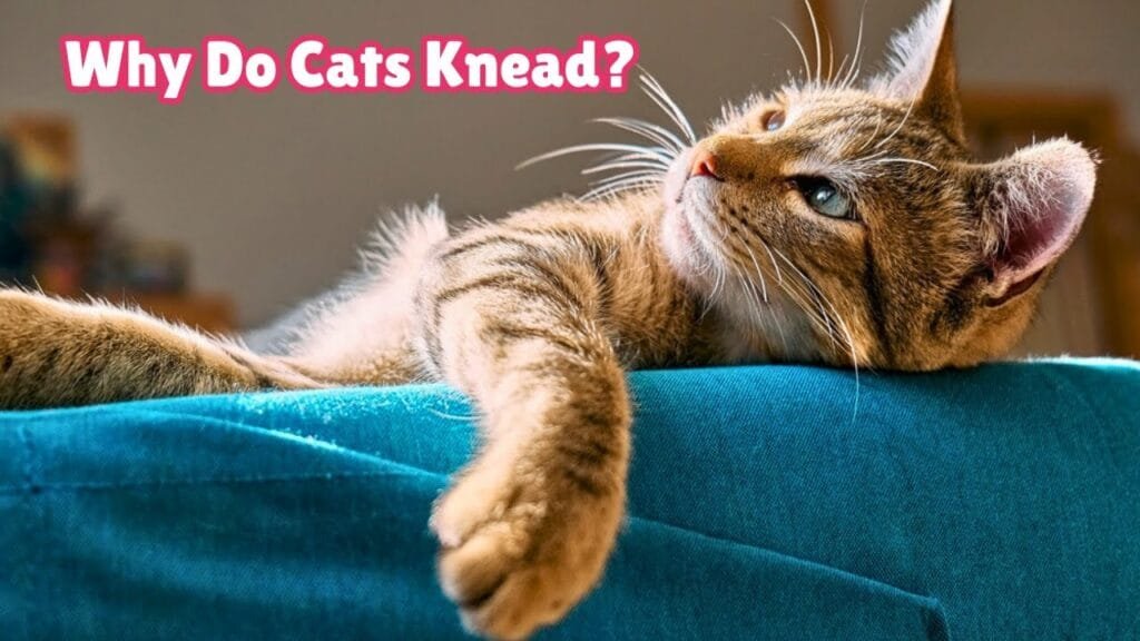Why Do Cats Make Biscuits? – SuchScience