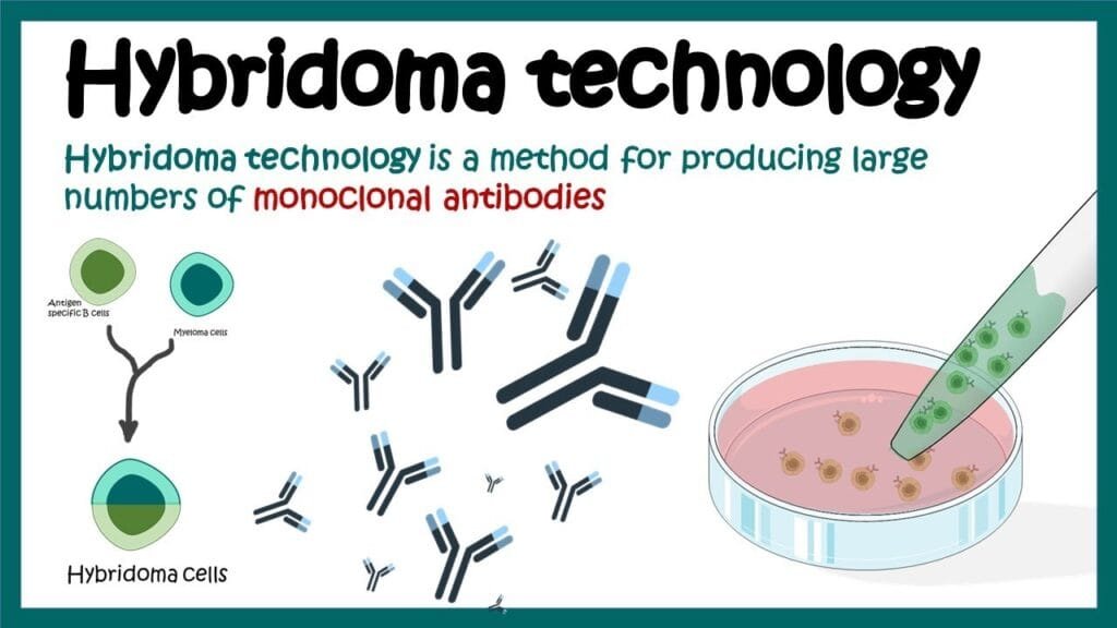 Hybridoma Revolution: Unveiling Next-Gen Antibody Development – SuchScience