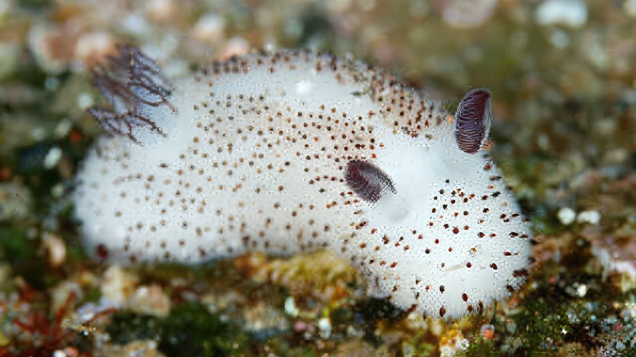 Sea Bunny: Unveiling the Charm of the Ocean's Cutest Slug