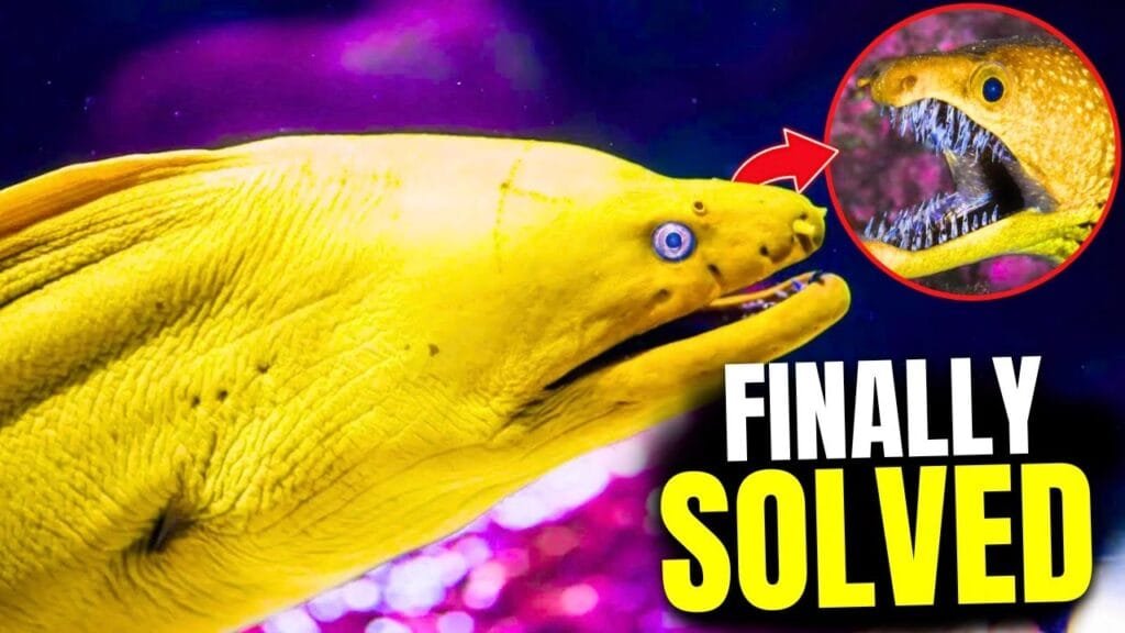 How Do Eels Reproduce?