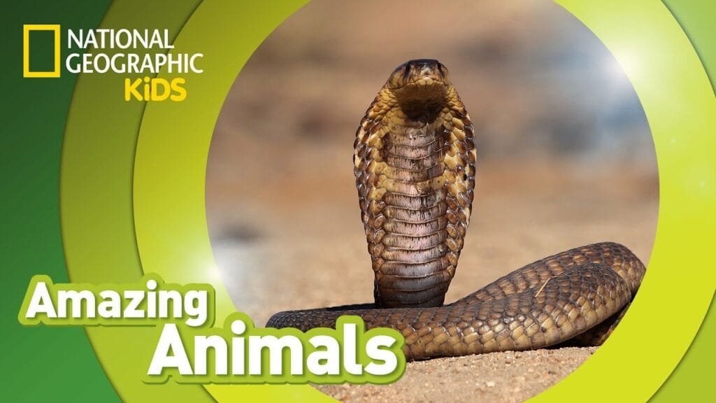Cobra Snake: Fascinating Facts About This Iconic Species