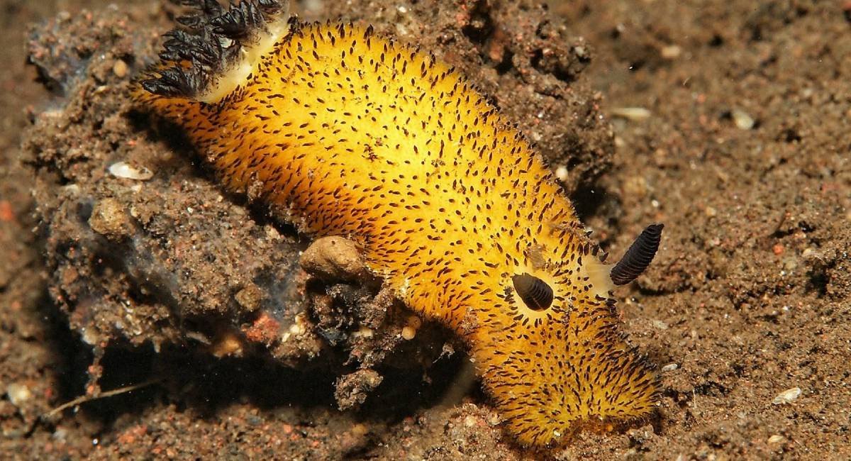 Sea Bunny: Unveiling the Charm of the Ocean's Cutest Slug