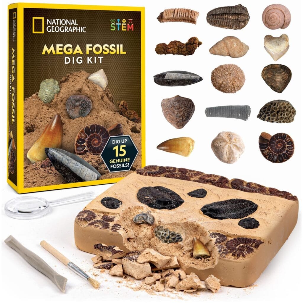 Best Fossil Dig Kits for Budding Paleontologists in 2025 – SuchScience